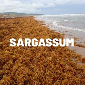 Sargassum – National Parks Antigua