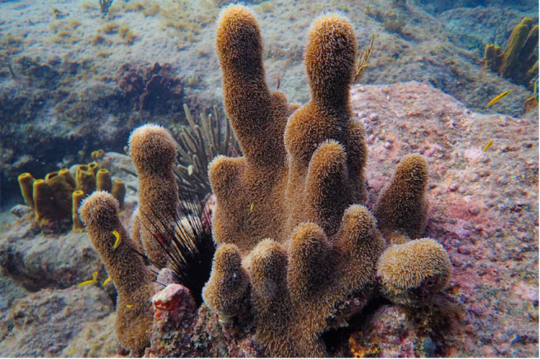 Coral Reefs – National Parks Antigua