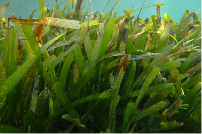 Seagrass Beds – Nelson's Dockyard National Park