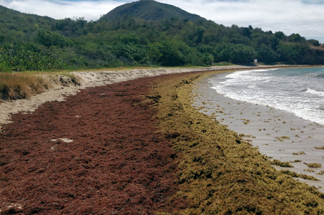 Sargassum – National Parks Antigua
