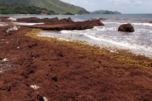 Sargassum – National Parks Antigua